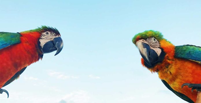 100 glume proaste scurte pentru prieteni, sotie, sot, iubita, iubit